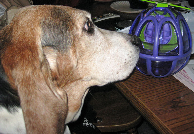 Jake's Takes: Basset Thoughts: Jake's New Toy - The Kibble Nibble