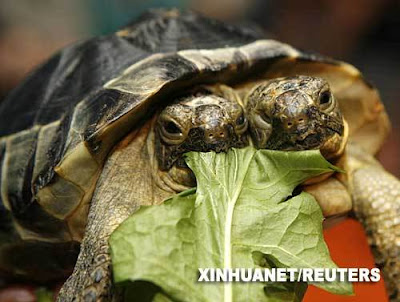 PICS DOT COM: Rare Two-Headed Turtle
