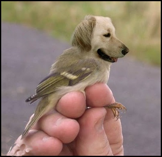 PICS DOT COM: Odd Creatures