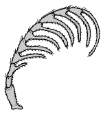 las pulgitas: tipos de antenas " PUBLICADO POR FLOR SANCHEZ"