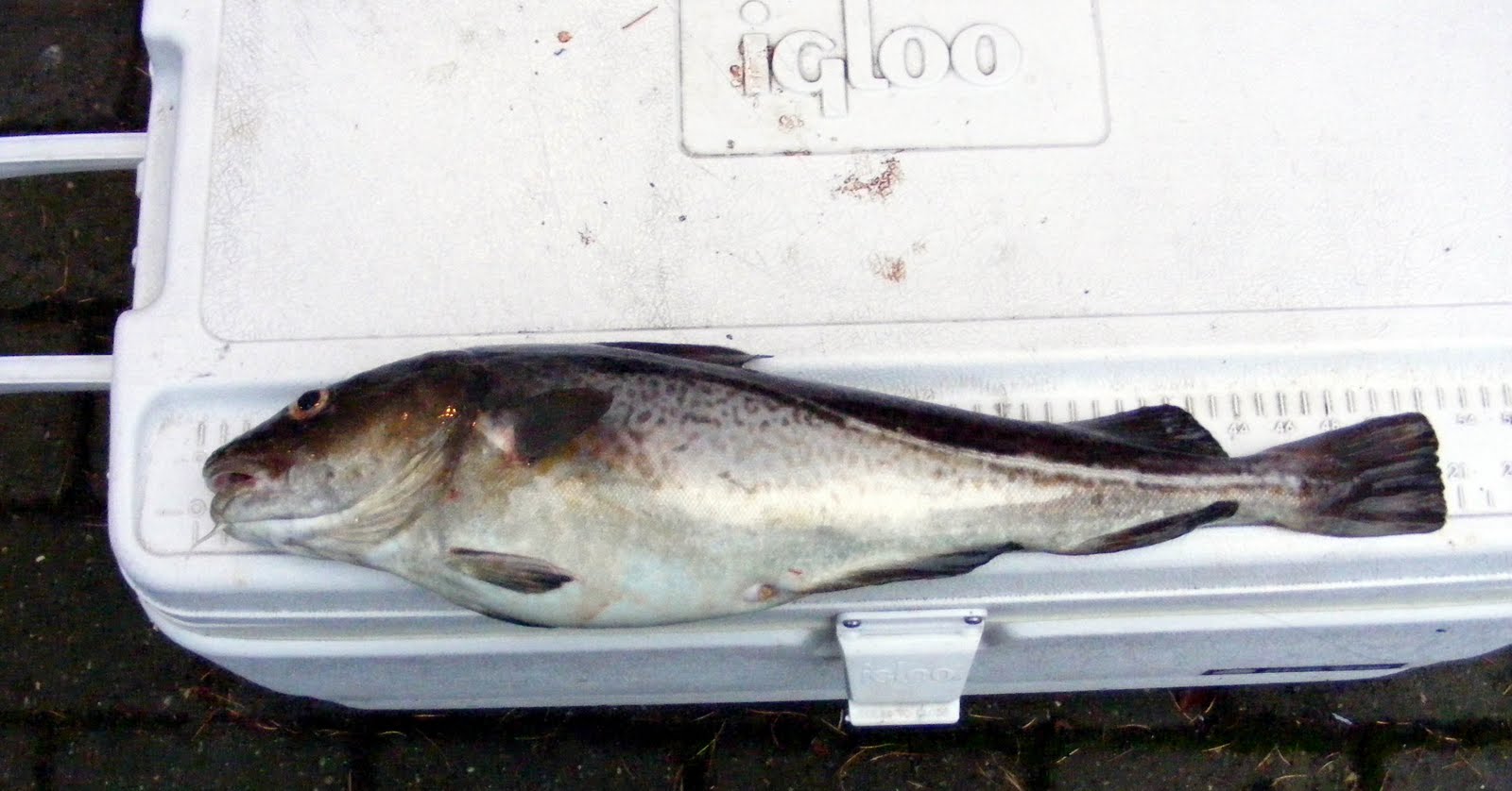 TEAM BJØRNVIK: Torske succes :-)