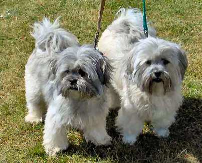 Kind Pet Shop: Lhasa Apso