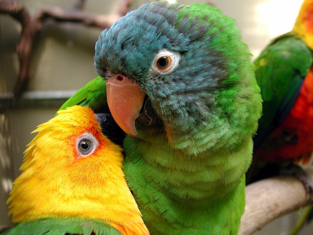Kind Pet Shop: All Parrots