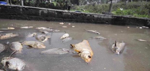 Health and Safety: Volcano Ash May Poison