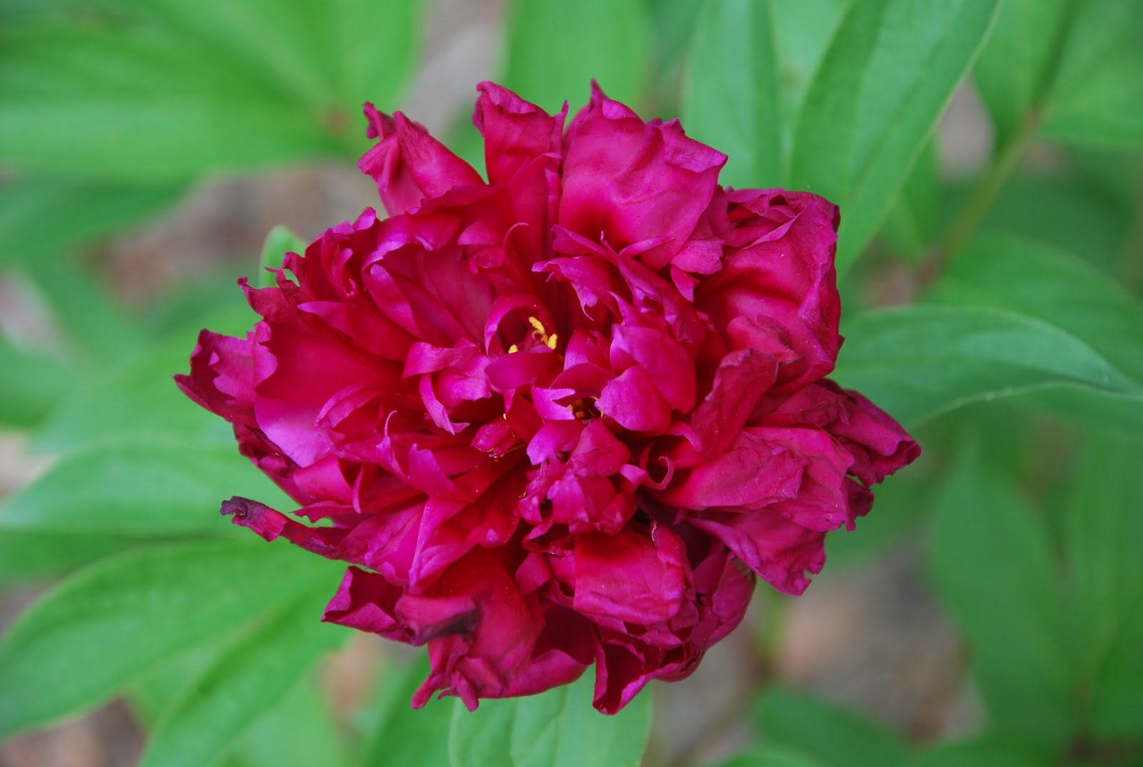 Southern Peony: 2010 Peony Blooms - Week 6