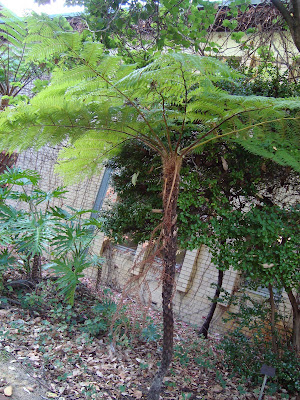 ZAMRUD TECHNOLOGY: "Rhexoxylon": Sejenis Pokok Paku Pakis (fern tree ...