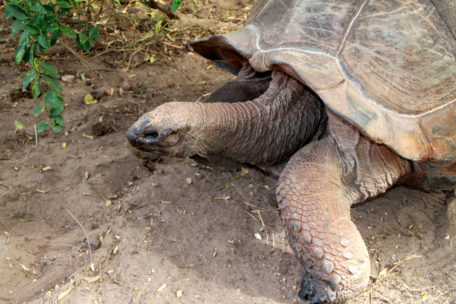 elioarte: MADAGASCAR I rettili