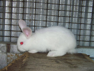 Hickery Holler Farm: Baby Bunnies