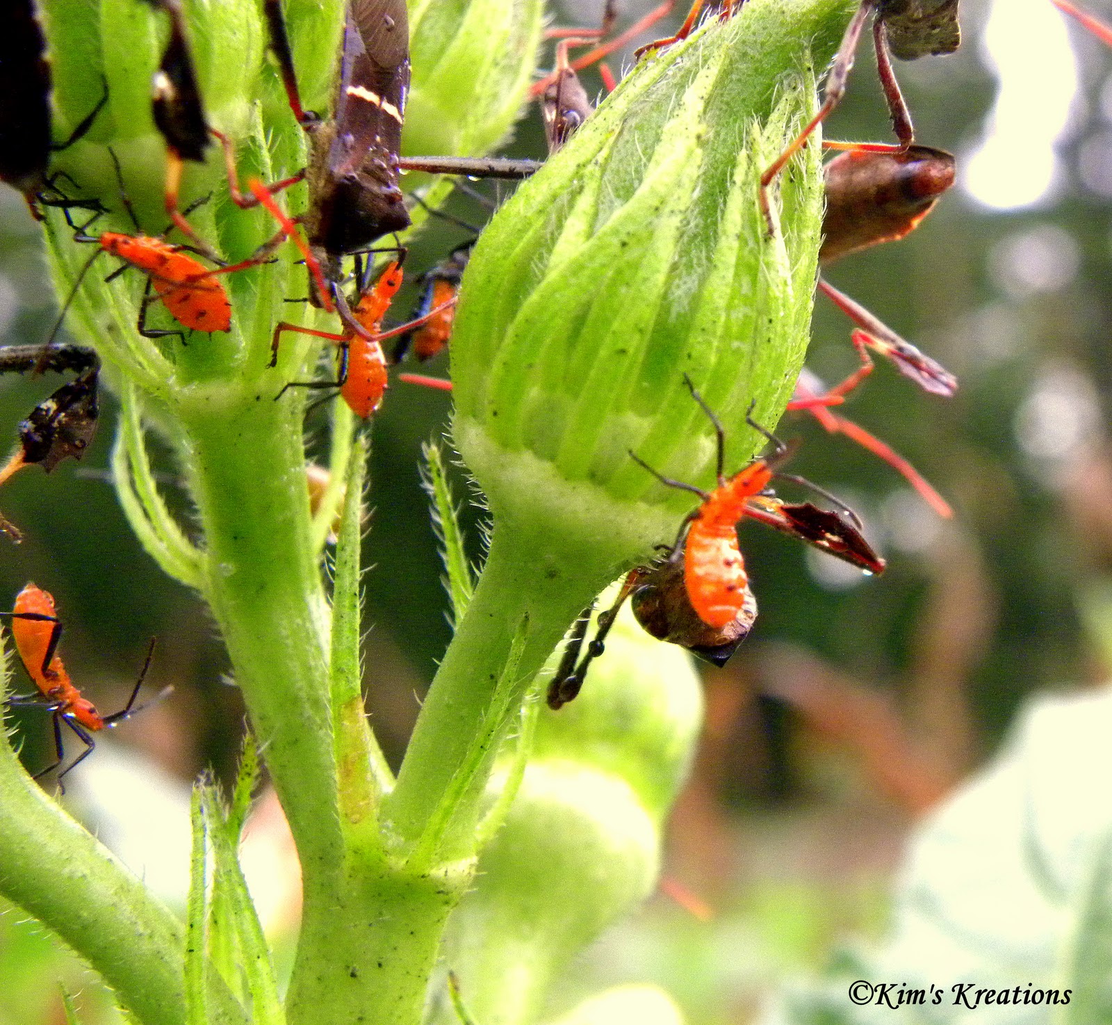 Its a Southern Thing: Garden Critters