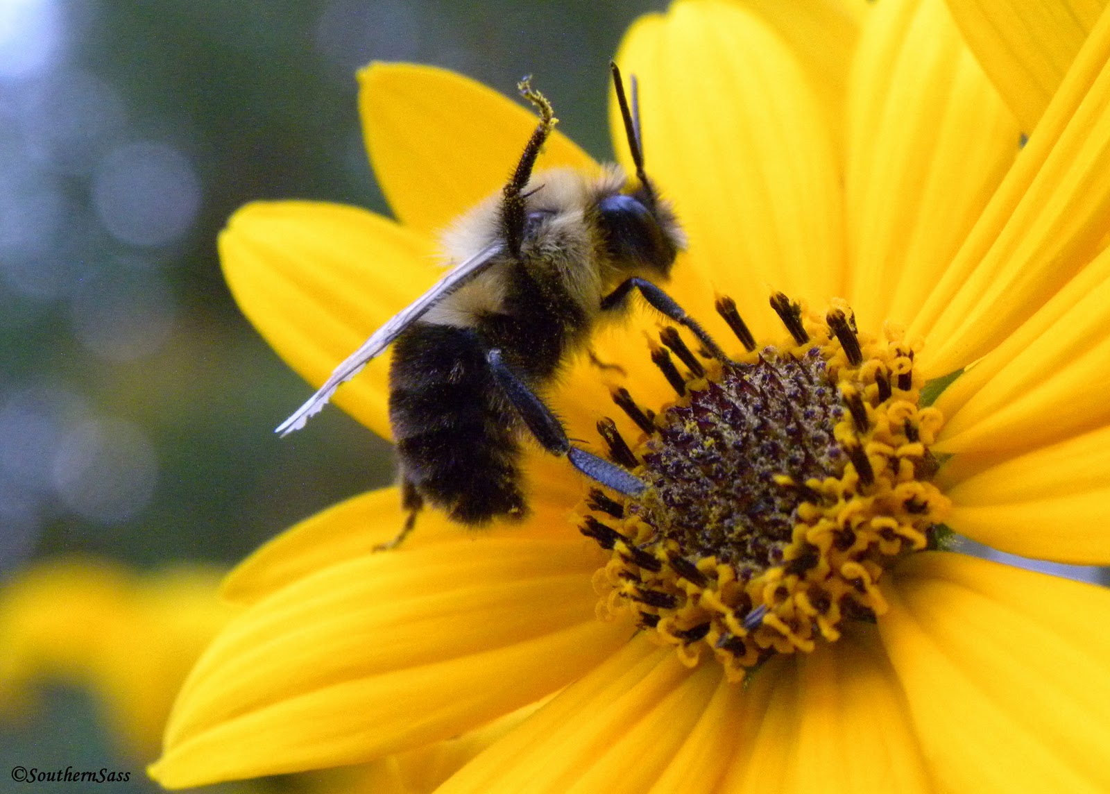 Its a Southern Thing: Waving Bee...