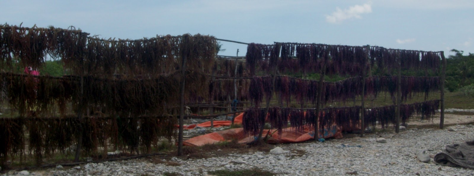 Retno Ika: Pulau Semau, NTT