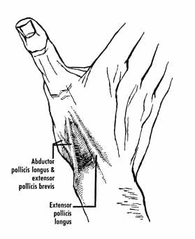 i love physical therapy: The anatomical snuff box