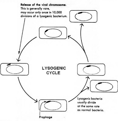 Lysogenic Cycle Diagram Only Lytic And Lysogenic Cycles: Definition ...