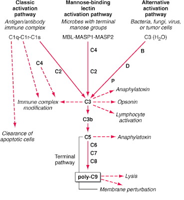 Medicine Mcqs Postgraduation preparation: 181 - Complement system pathways