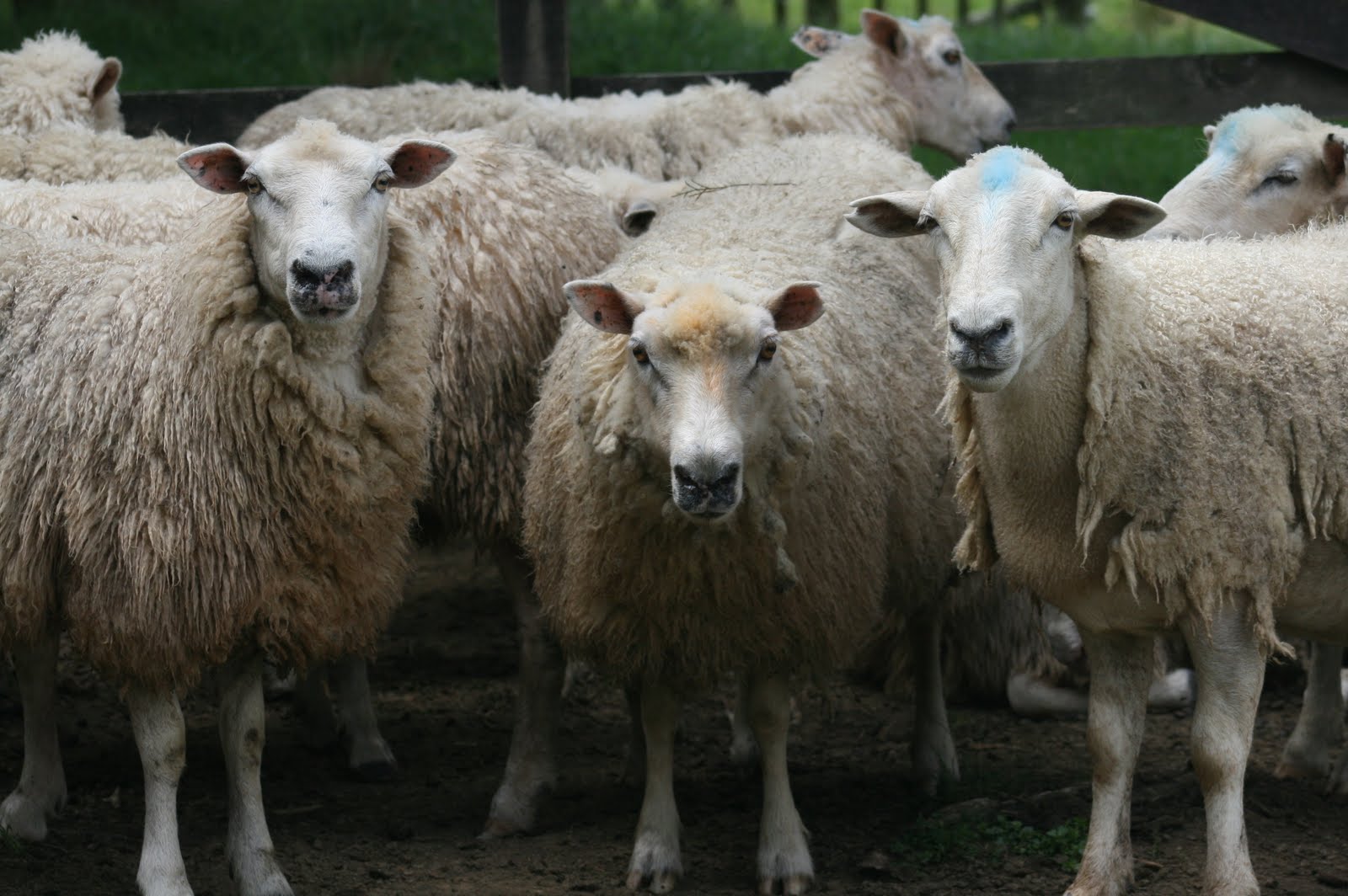 Voyage of the SV Kamaya: Important Stuff