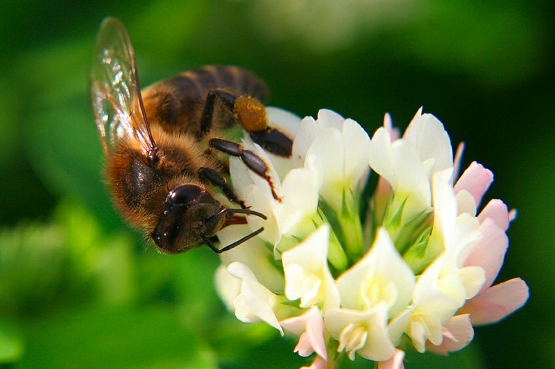 Honey Bee Exoskeleton at Laura Painter blog