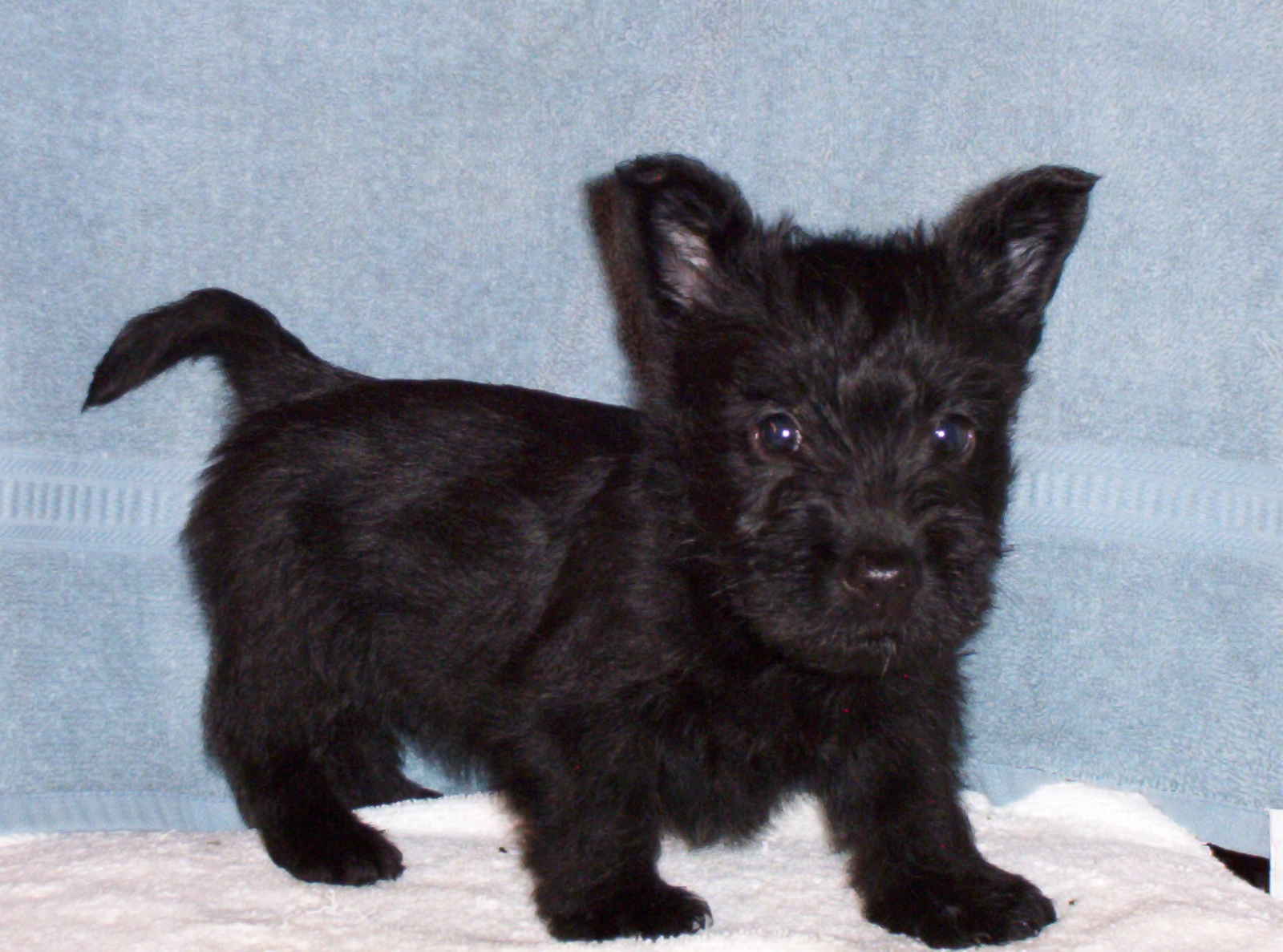 Todo Perros: Scottish Terrier