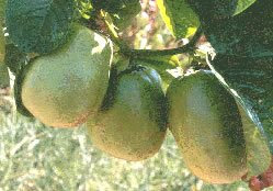 Recetas de bebidas vallecaucanas: SORBETE DE BADEA!!!