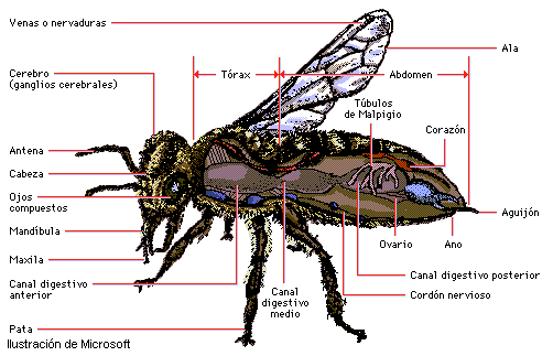 biologia: ANATOMIA DE LOS INSECTOS
