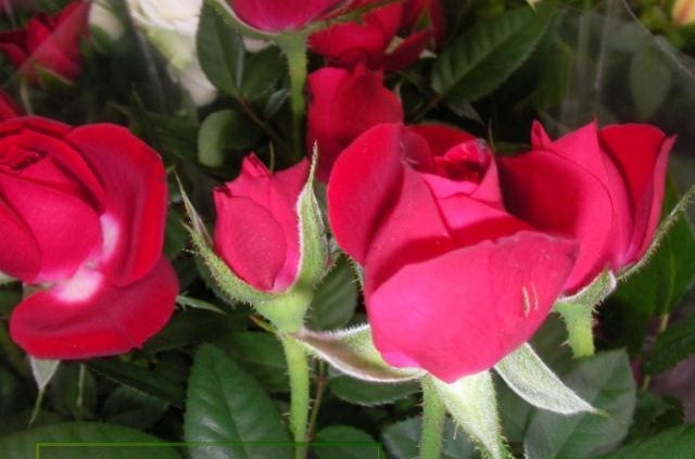 Паркстрой ООД Монтана: мини роза в саксия