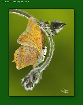 AR Nature Beauty: Butter Fly 07