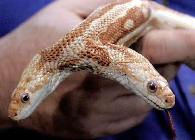 CRYPTOZOOLOGY ONLINE: Still on the Track: TERATOLOGY: Karl Shuker looks ...