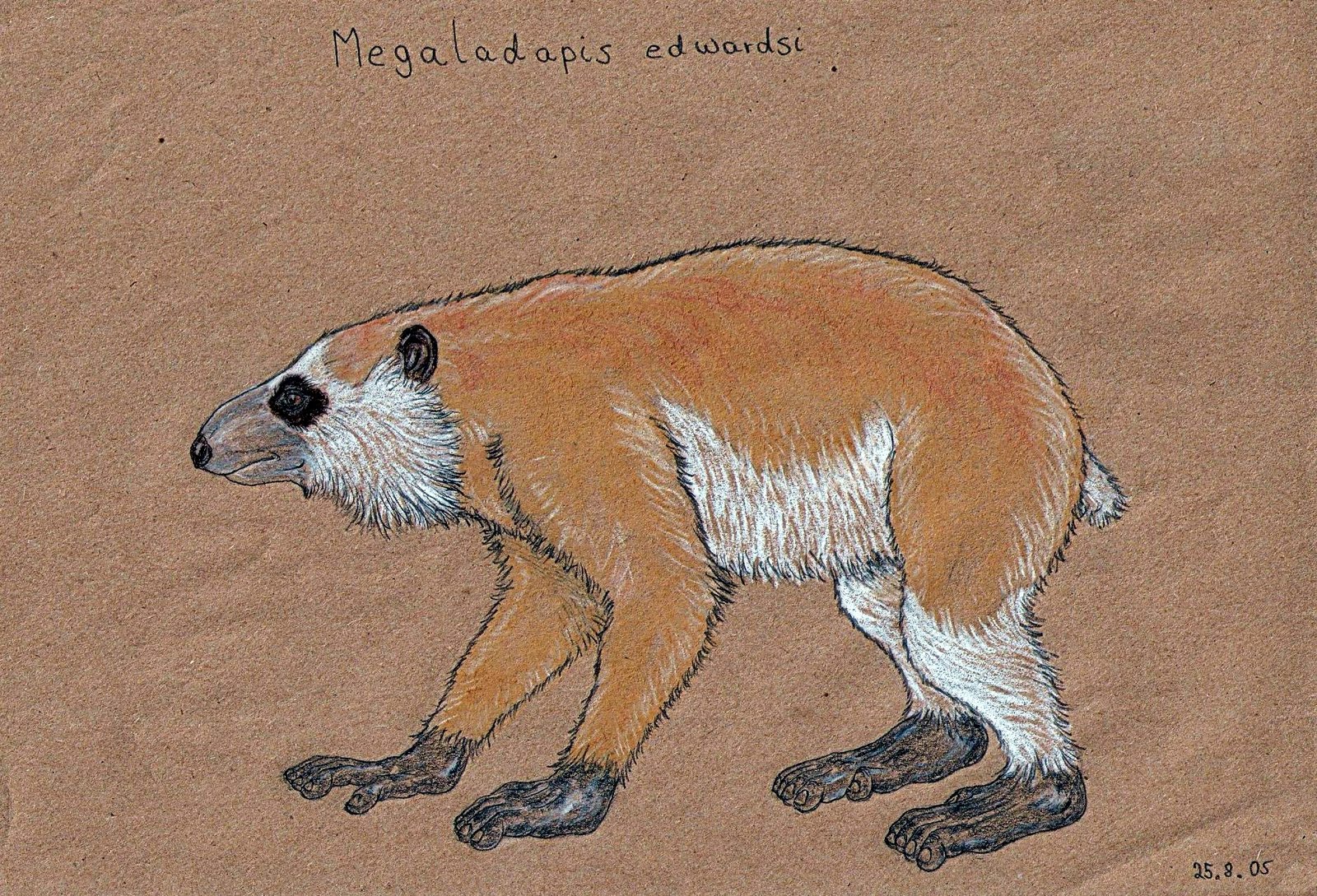 ShukerNature: MADAGASCAR'S ELUSIVE MEGA-LEMURS AND MINI-MEN