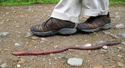 All The Fun Facts....: Largest Earthworm