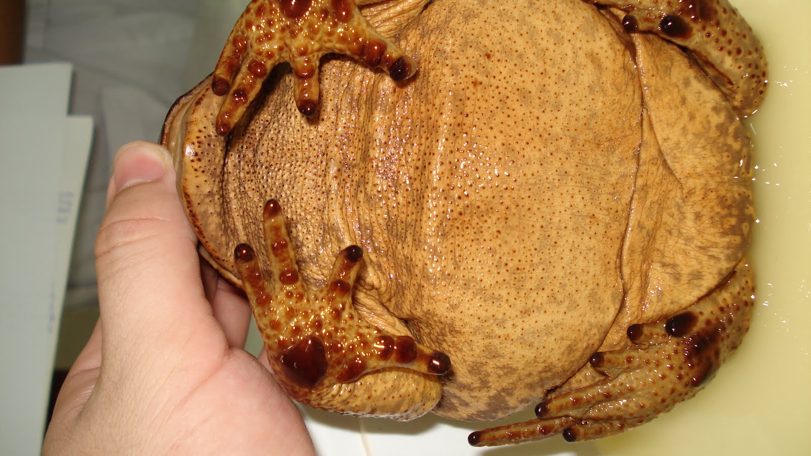 Biología Animal: Clase Amphybia