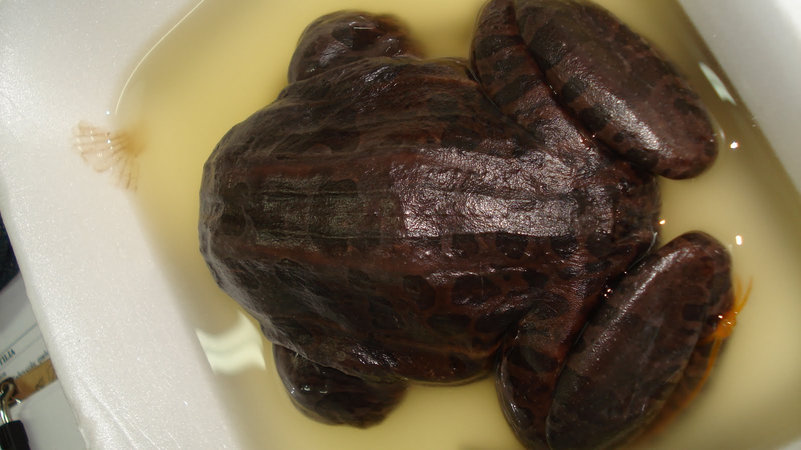 Biología Animal: Clase Amphybia