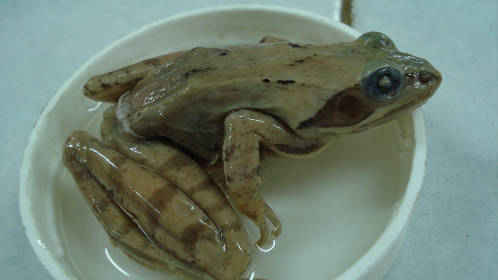 Biología Animal: Clase Amphybia