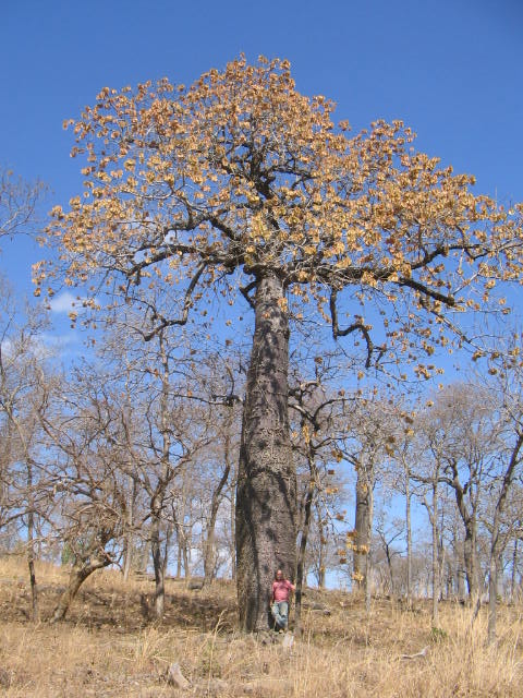A r b o r e t t o: Barrigudas