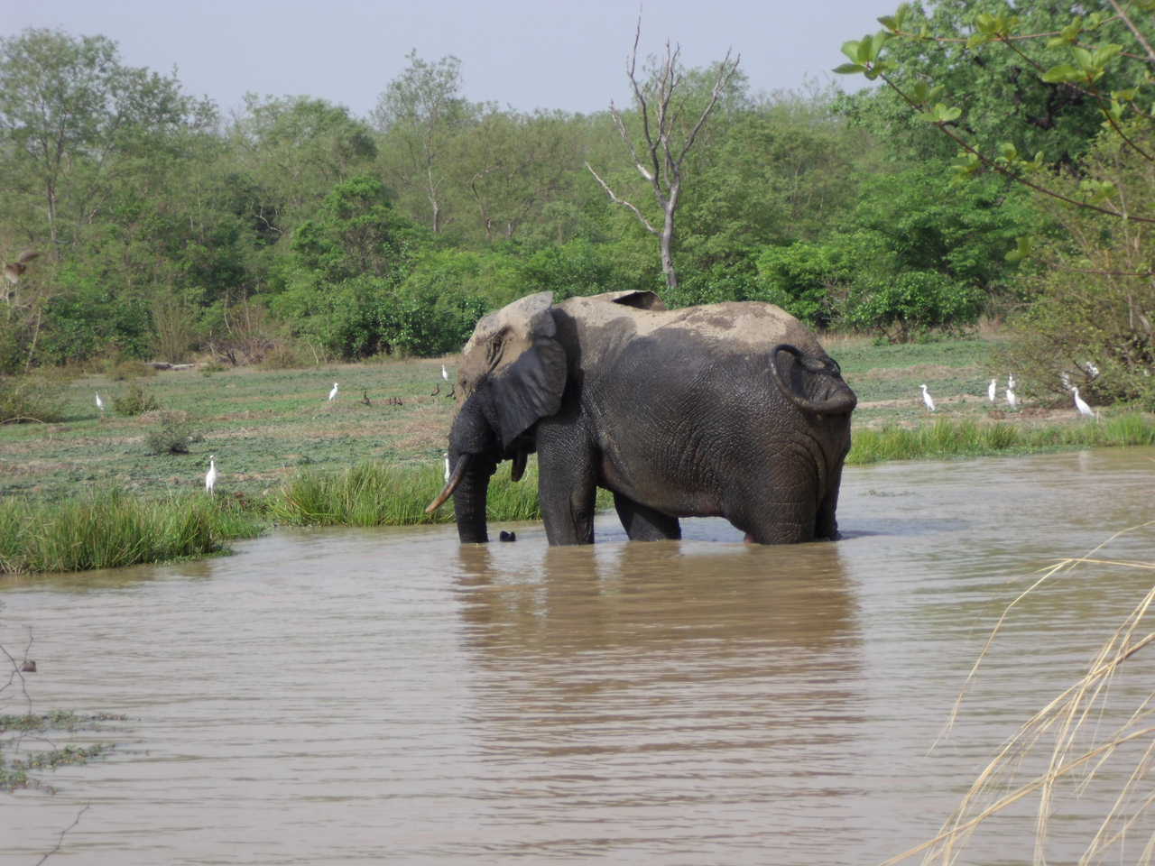 Karen and Ama visit Ghana: Fire (Mole) National Park
