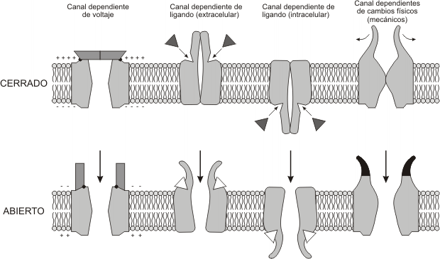 MEMBRANA CELULAR: MEMBRANA PLASMÁTICA