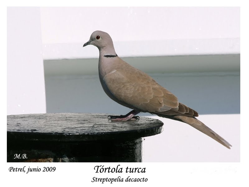 LAS AVES EN LA MAR: AVISTADAS POR SVA: TÓRTOLA TURCA (Streptopelia ...