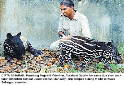 Anak tapir kembar pertama dilahirkan