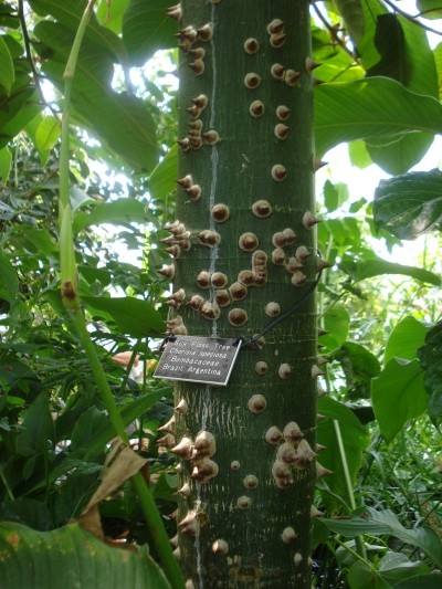 08 Jun 2010, pagi :: Poko-Pokok Berduri :: 9 F@g