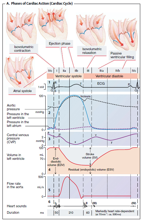 Phases of the Cardiac Action (Cardiac cycle) | Internet Based Medical ...