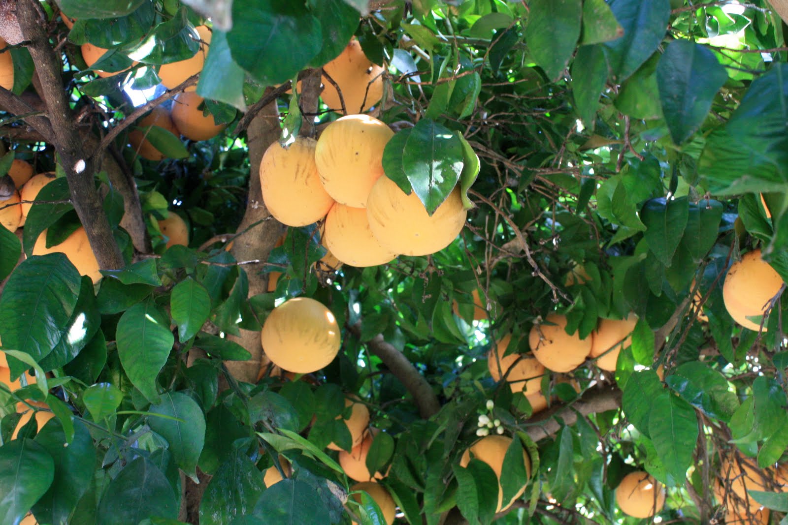 THE CITIZEN ROSEBUD: Pamplemoose