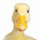 Ginormous Duck: You Can Do That?!? With a Sharpie?!? (Awesome Examples ...