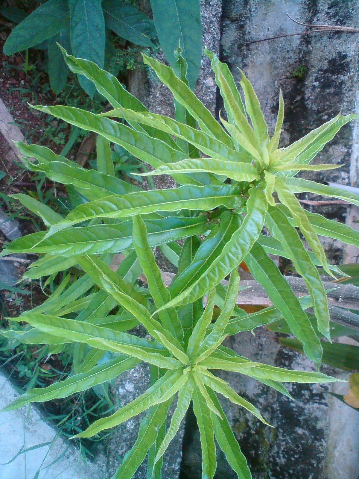 pokok herba,bunga, ulaman dan segala jenis tumbuhan