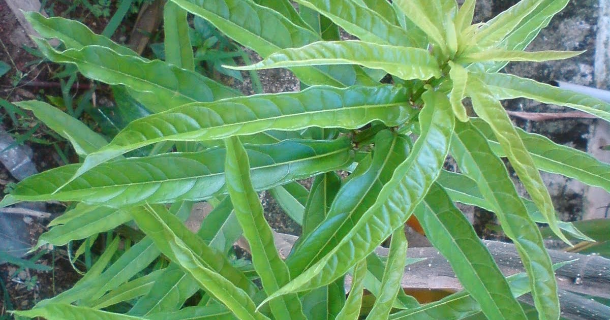 Spesial 41+ Gambar Bunga Fatimah