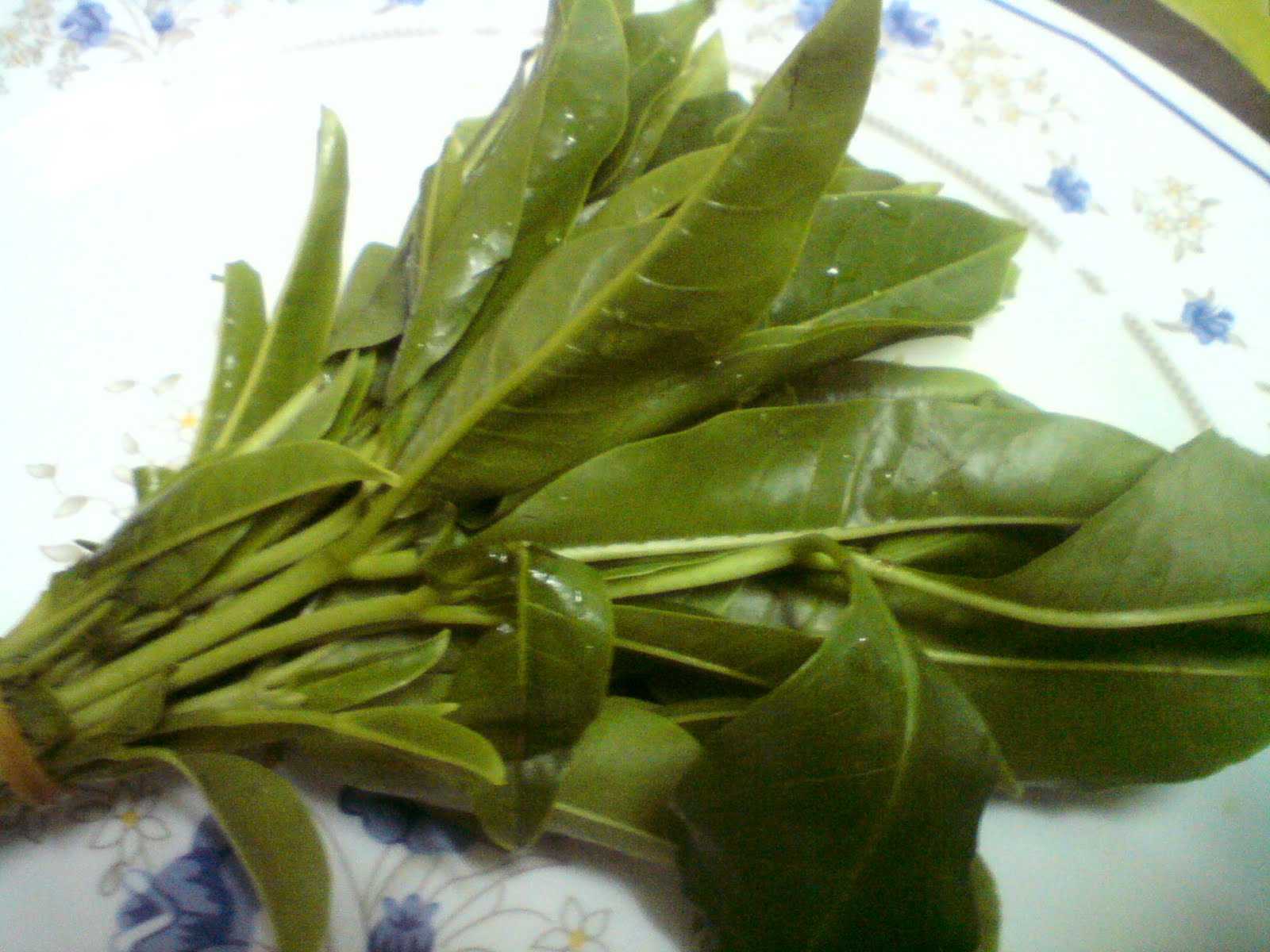 pokok herba,bunga, ulaman dan segala jenis tumbuhan