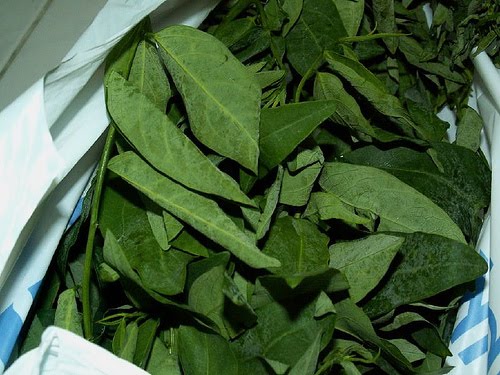 pokok herba,bunga, ulaman dan segala jenis tumbuhan: cekur manis ...