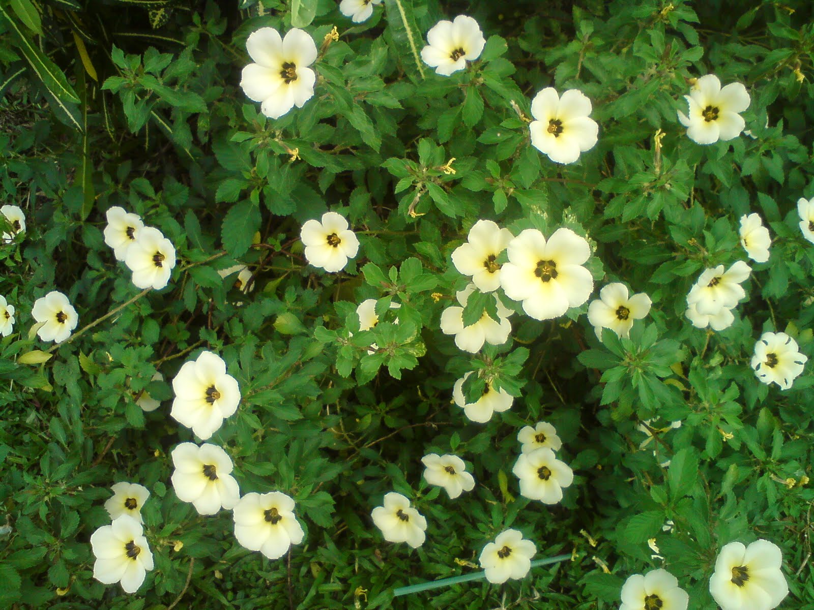 pokok herba,bunga, ulaman dan segala jenis tumbuhan: bunga while alder ...