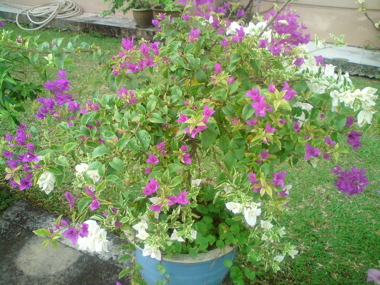 pokok herba,bunga, ulaman dan segala jenis tumbuhan: bunga kertas ...