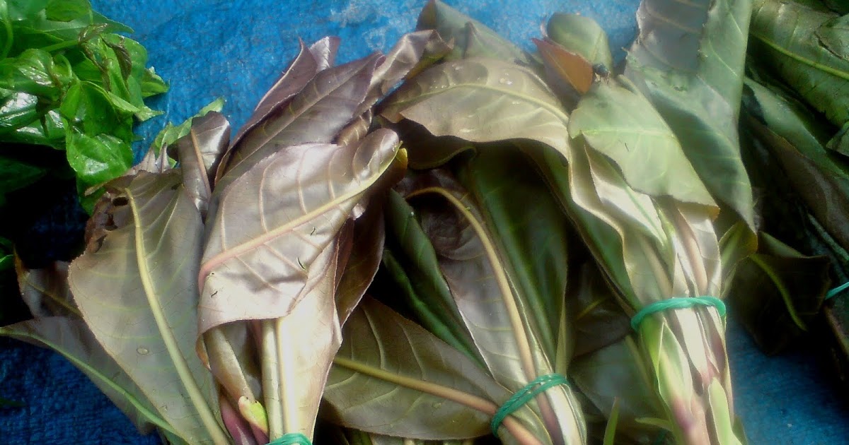 pokok herba,bunga, ulaman dan segala jenis tumbuhan: pucuk putat