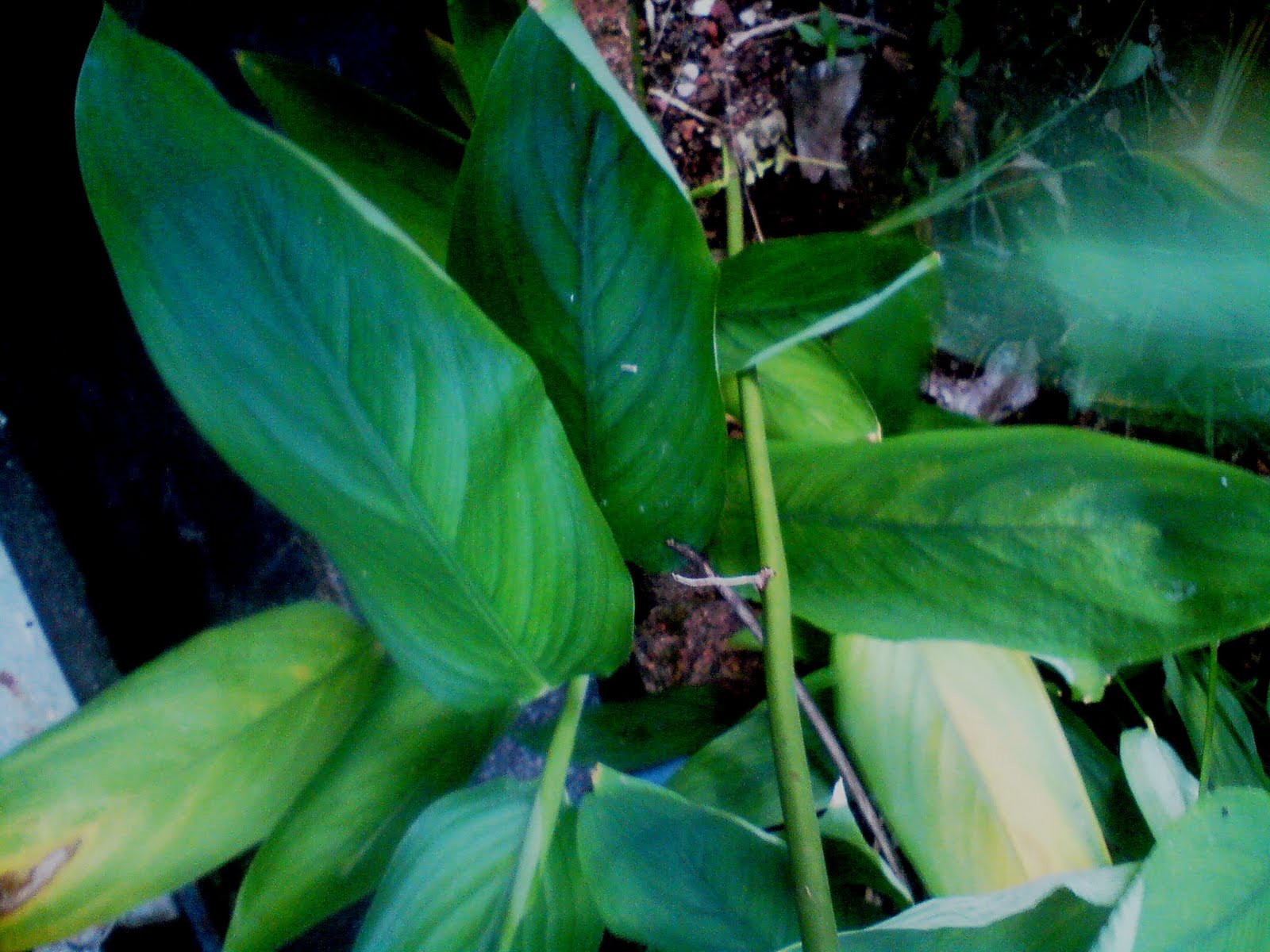 pokok herba,bunga, ulaman dan segala jenis tumbuhan: sagu bembam
