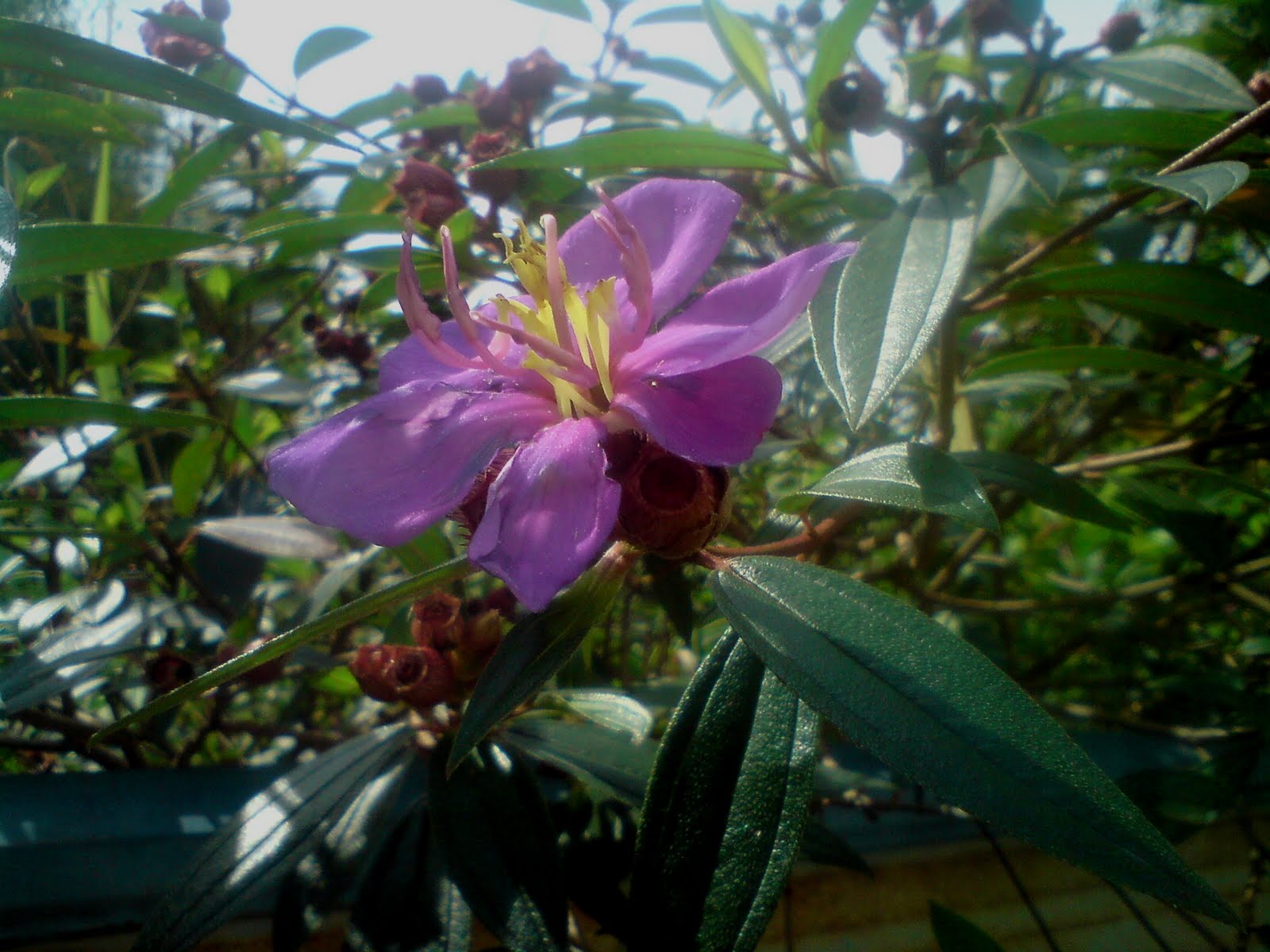 pokok herba,bunga, ulaman dan segala jenis tumbuhan: bunga senduduk