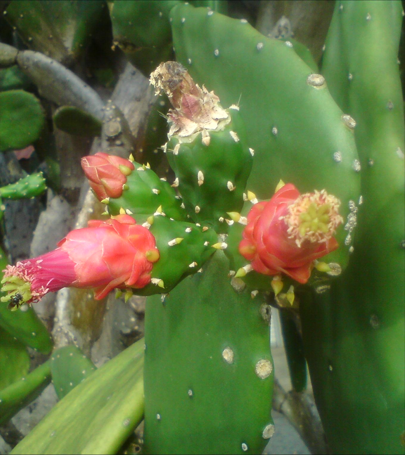 pokok herba,bunga, ulaman dan segala jenis tumbuhan: pokok cactus